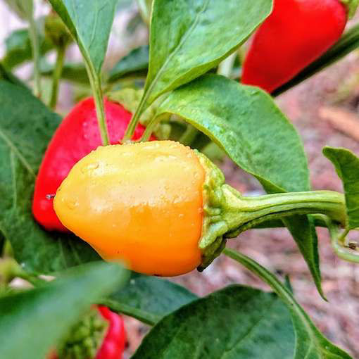 Lava Caribee Chili Pepper-Meraki Seeds