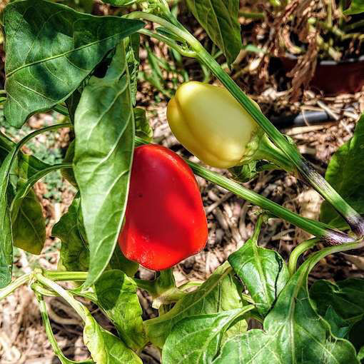 Rosy Cheeks Sweet Pepper-Meraki Seeds