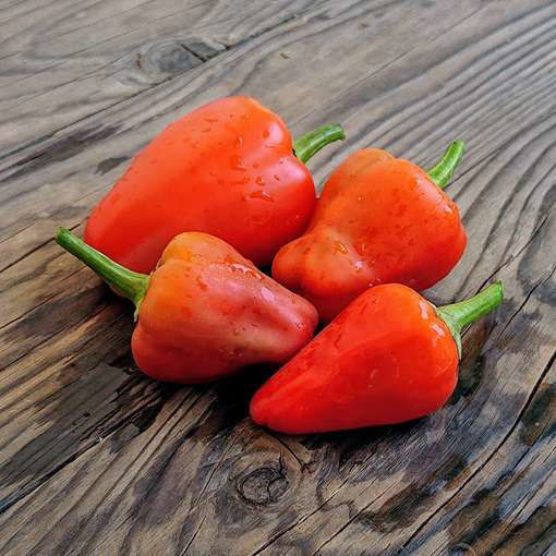 Zipser Turkenspitz Sweet Pepper-Meraki Seeds