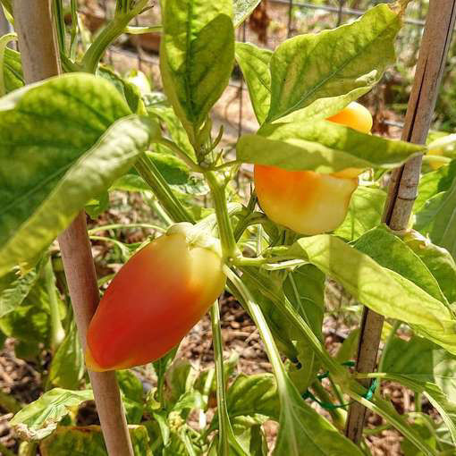 Pusztagold Sweet Pepper-Meraki Seeds