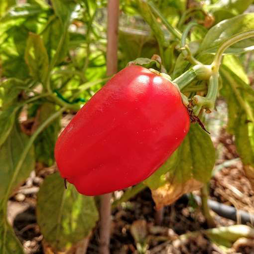 Pusztagold Sweet Pepper-Meraki Seeds