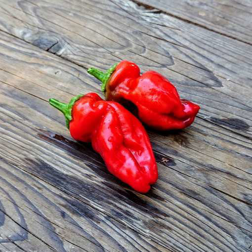 Aji Dulce Chili Pepper-Meraki Seeds
