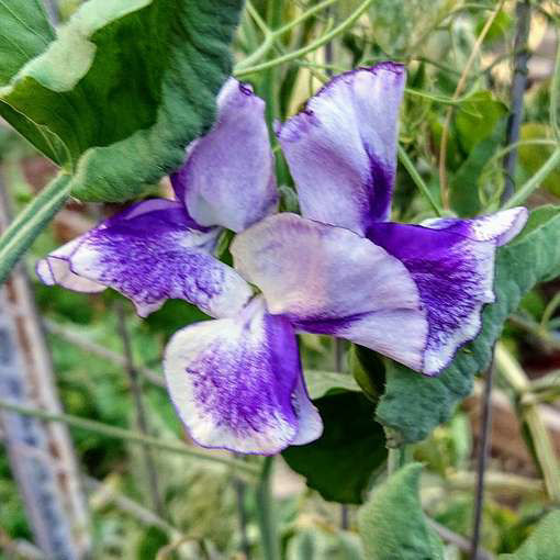 Frances Kate Sweet Pea-Meraki Seeds