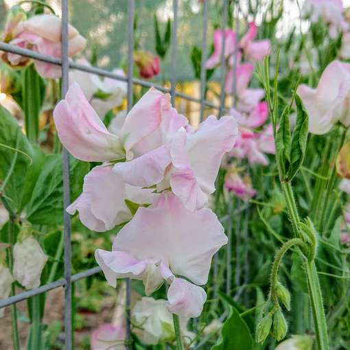 Rosy Frills Sweet Pea-Meraki Seeds
