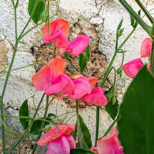 Old Spice Miss Willmott Sweet Pea-Meraki Seeds