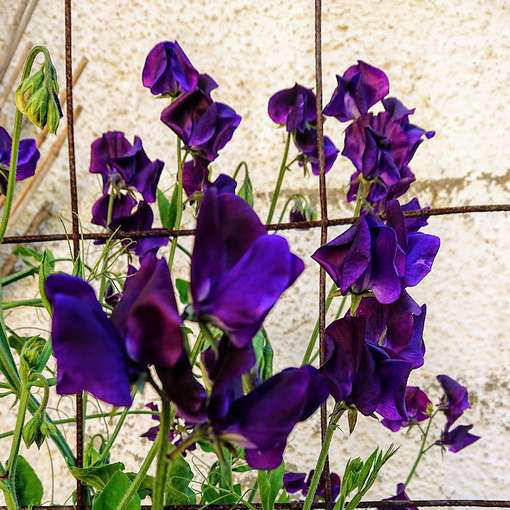 Royal Navy Dark Blue Sweet Pea-Meraki Seeds