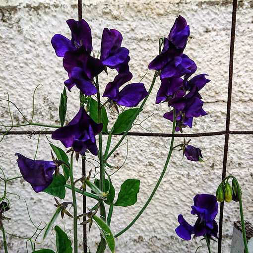 Royal Navy Dark Blue Sweet Pea-Meraki Seeds