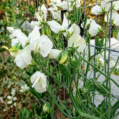 Spencer Swan Lake Sweet Pea-Meraki Seeds