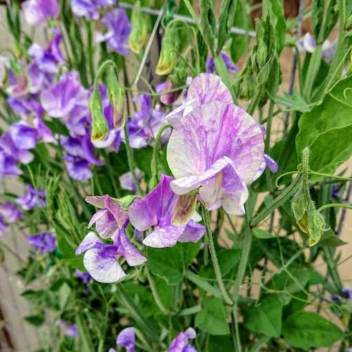 Unique Sweet Pea-Meraki Seeds