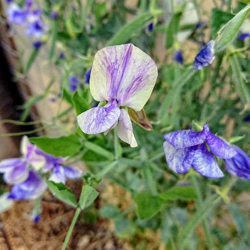 Unique Sweet Pea-Meraki Seeds