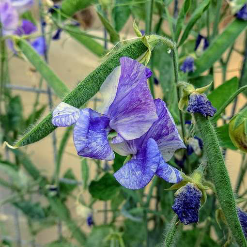 Unique Sweet Pea-Meraki Seeds