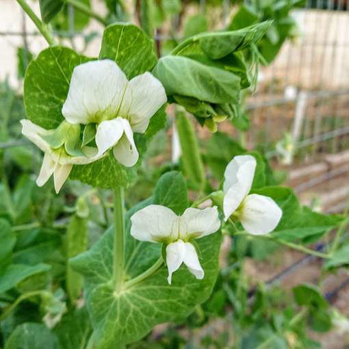 Gunnars Ärta Marrowfat Pea-Meraki Seeds