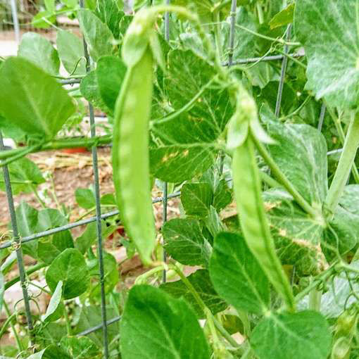 Swedish Snow Pea-Meraki Seeds