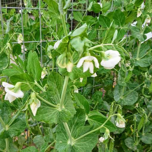 Swedish Snow Pea-Meraki Seeds