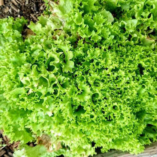 Lettuce Lollo Bionda-Meraki Seeds