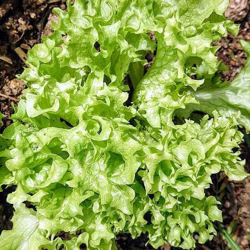 Lettuce Lollo Bionda-Meraki Seeds