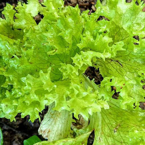 Lettuce Lollo Bionda-Meraki Seeds