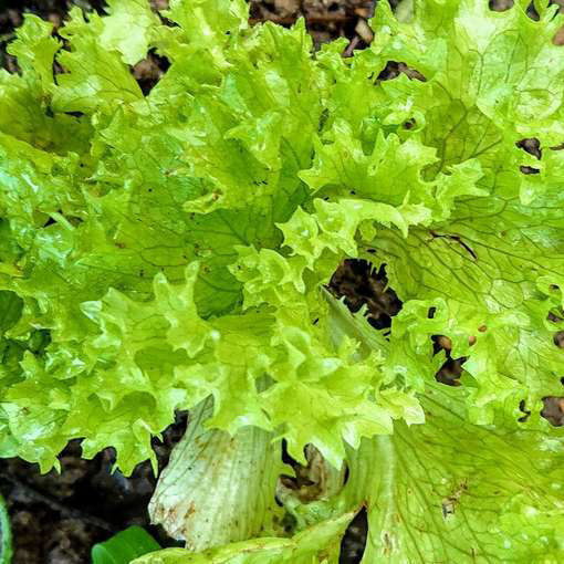 Lettuce Lollo Bionda-Meraki Seeds