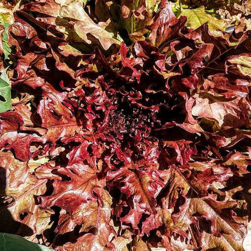 Lettuce Mascara-Meraki Seeds