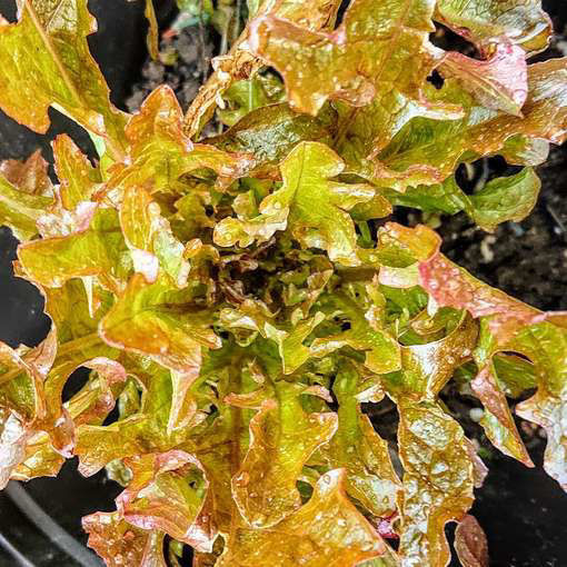 Lettuce Mascara-Meraki Seeds
