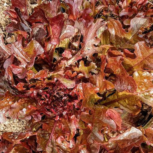Lettuce Mascara-Meraki Seeds