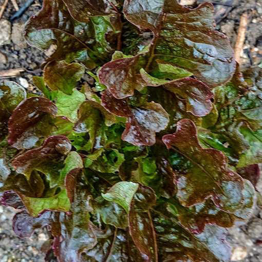 Lettuce Navara-Meraki Seeds