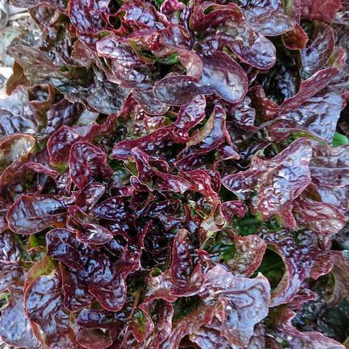 Lettuce Navara-Meraki Seeds