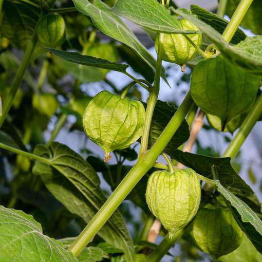 Pineapple Ground Cherry-Meraki Seeds