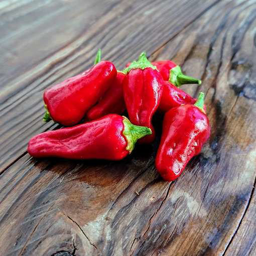 Apache Chili Pepper-Meraki Seeds