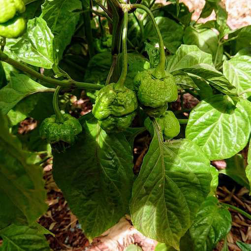 Big Mustard Mama Chili Pepper-Meraki Seeds