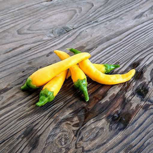 Cayenne Golden Chili Pepper-Meraki Seeds