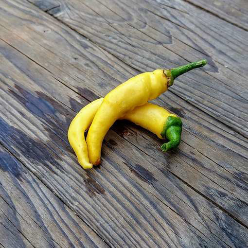 Cayenne Golden Chili Pepper-Meraki Seeds