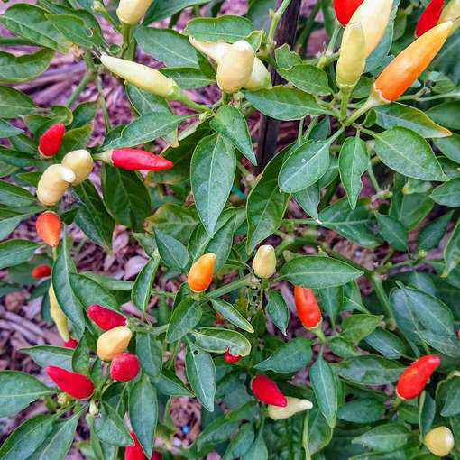 KS Thai White Chili Pepper-Meraki Seeds