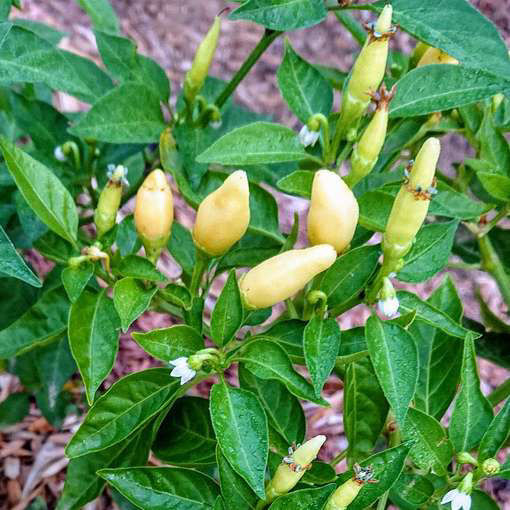 KS Thai White Chili Pepper-Meraki Seeds