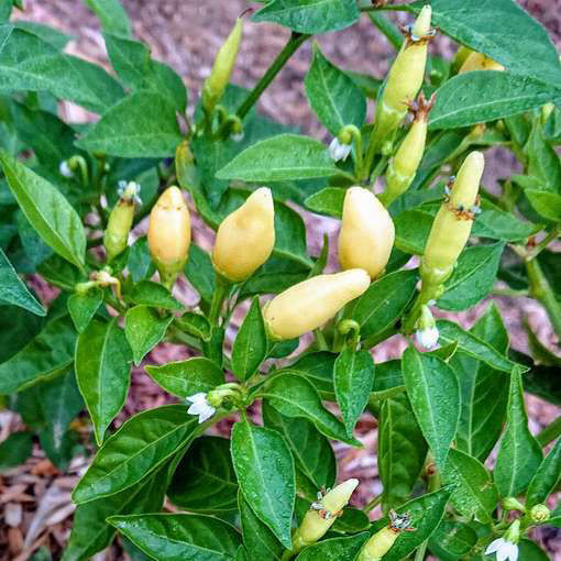 KS Thai White Chili Pepper-Meraki Seeds
