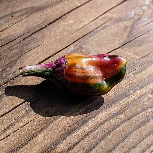 Purple Cacho White Leaf Chili Pepper-Meraki Seeds