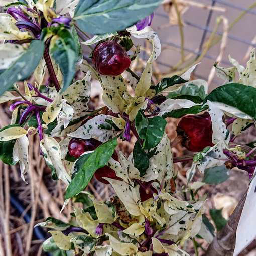 Purple Cacho White Leaf Chili Pepper-Meraki Seeds