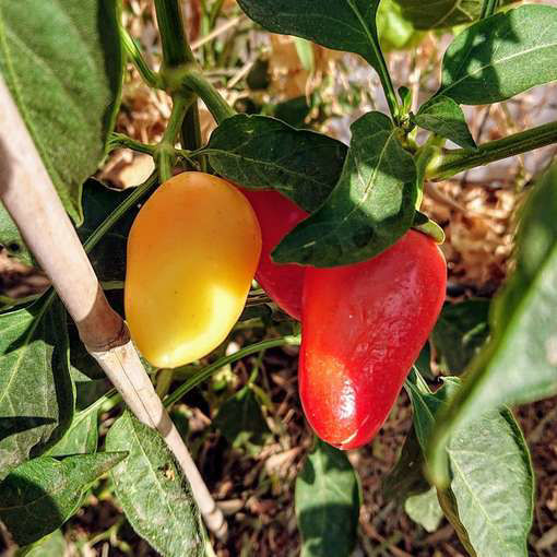Santa fe Grande Chili Pepper-Meraki Seeds