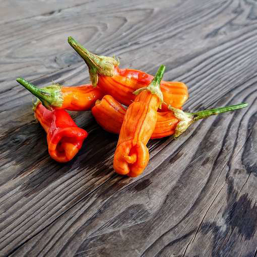 Sugar Rush Stripey Chili Pepper-Meraki Seeds