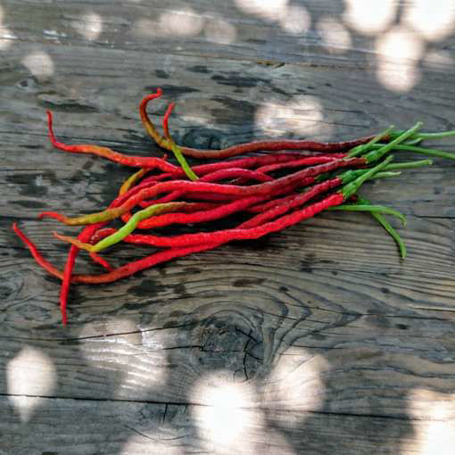 Thunder Mountain Longhorn Chili Pepper-Meraki Seeds