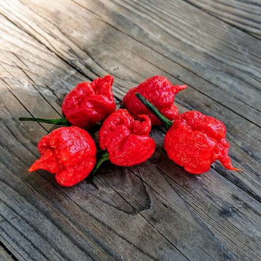 Carolina Reaper Red Chili Pepper-Meraki Seeds