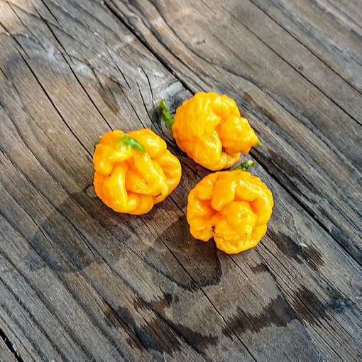 Carolina Reaper Yellow Chili Pepper-Meraki Seeds