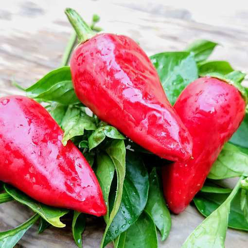 Espelette Chili Pepper-Meraki Seeds