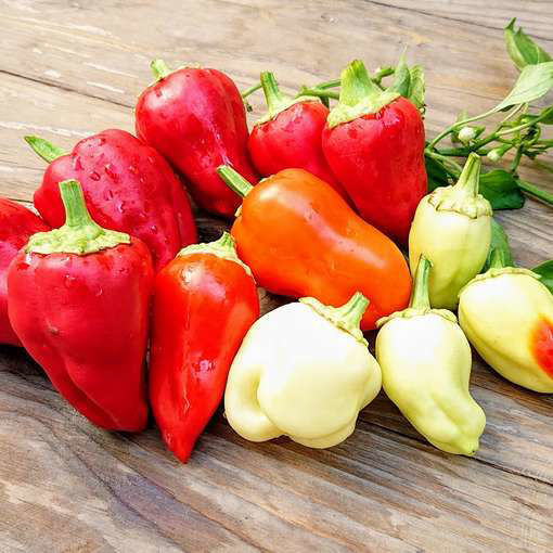 Ferenc Tender Sweet Pepper-Meraki Seeds