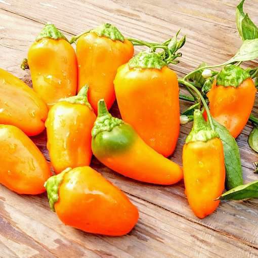 Hamik Sweet Pepper-Meraki Seeds