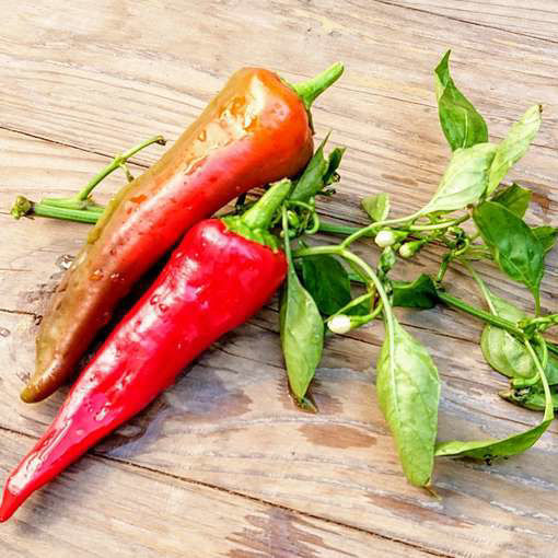 Marconi Rosso Sweet Pepper-Meraki Seeds