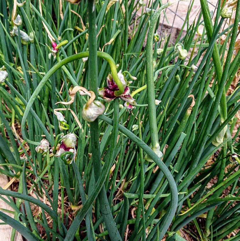 Walking Onions-Meraki Seeds