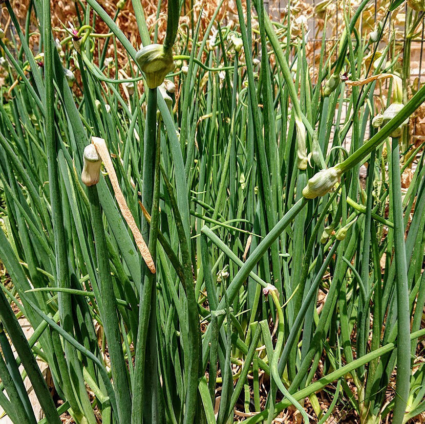 Walking Onions-Meraki Seeds