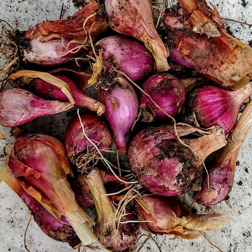 Walking Onions-Meraki Seeds