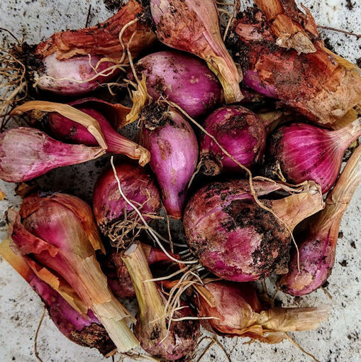 Walking Onions-Meraki Seeds